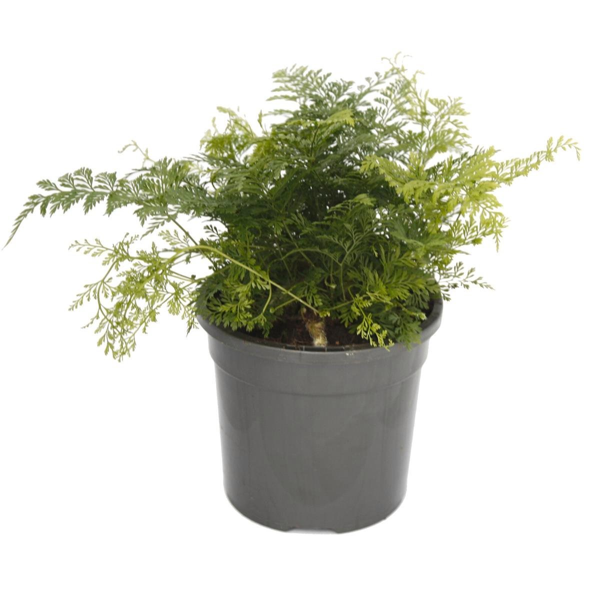 120mm White Rabbit Foot Fern - Davallia tyermanii - Bunnings Australia