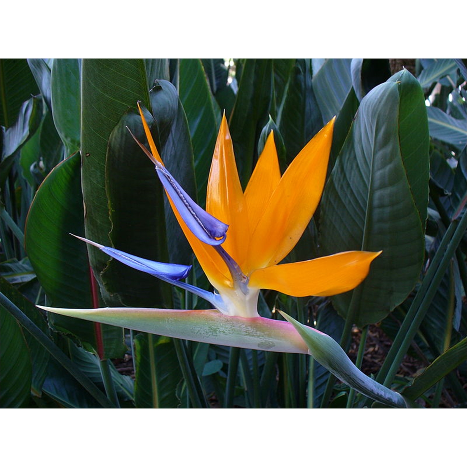Bird of paradise bunnings store