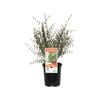 140mm Boronia Brown - Boronia megastigma - Bunnings Australia