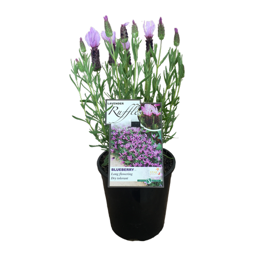 1.9L Lavender Ruffles Blueberry - Lavandula stoechus Pedunculata ...