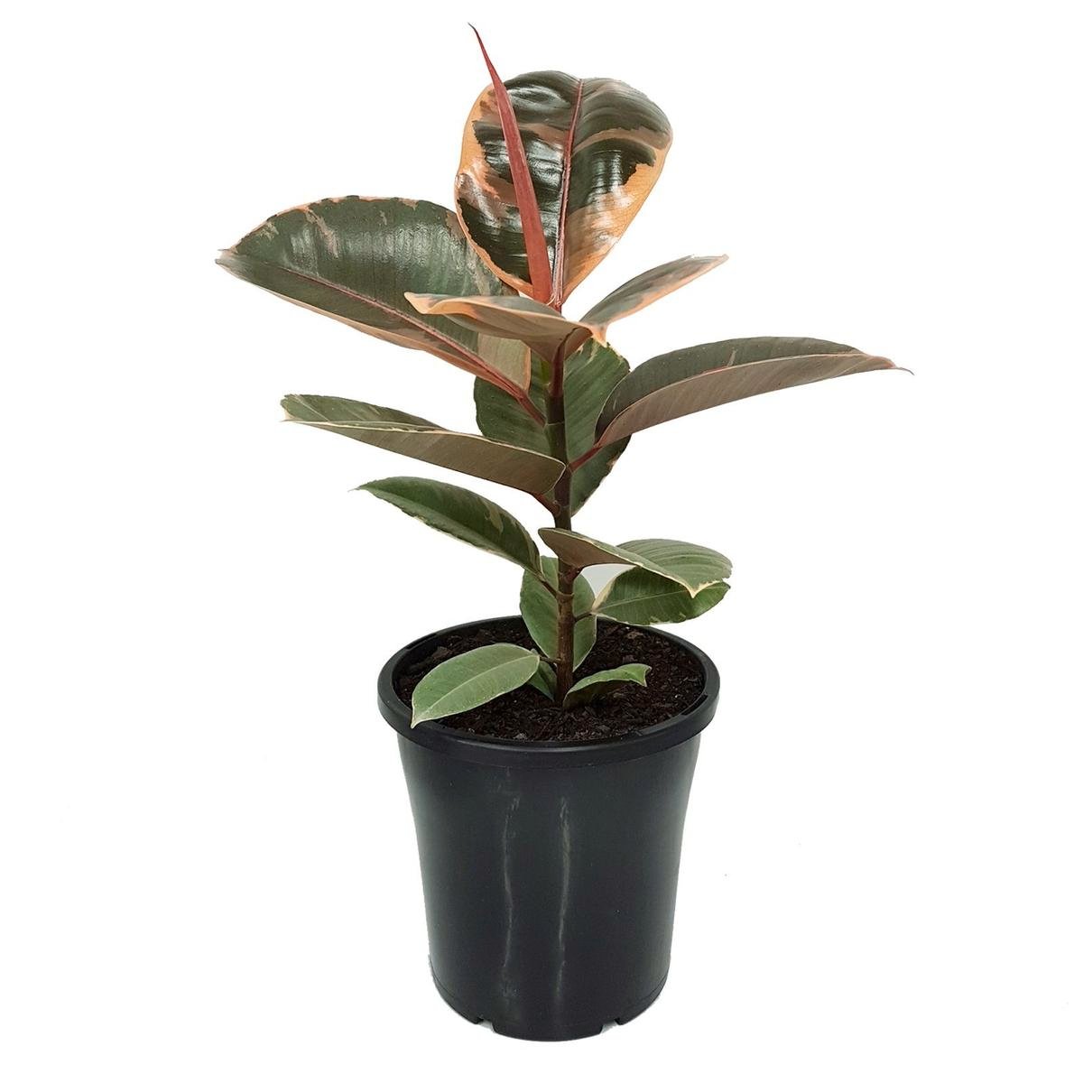 180mm Rubber Tree - Ficus elastica Ruby - Bunnings Australia