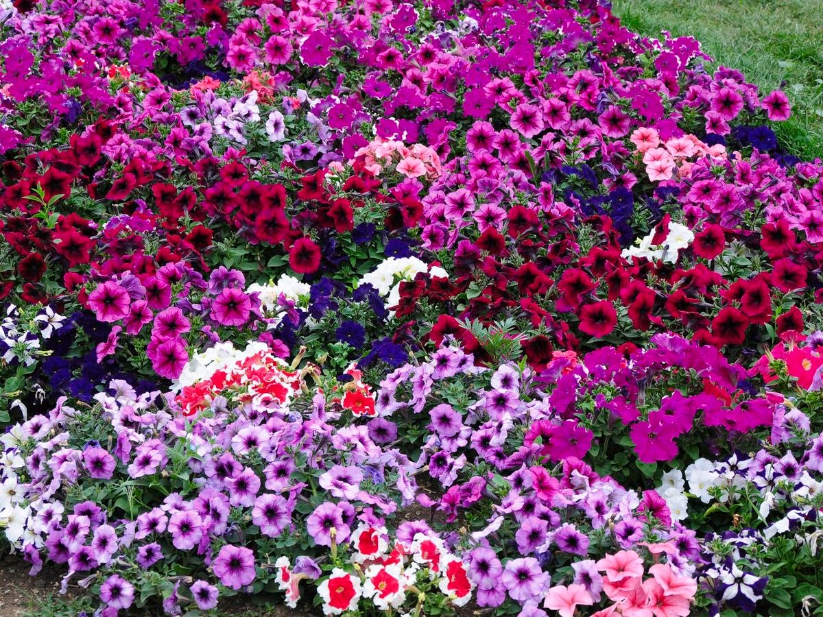Flowering Plants - Flowers - Bunnings New Zealand