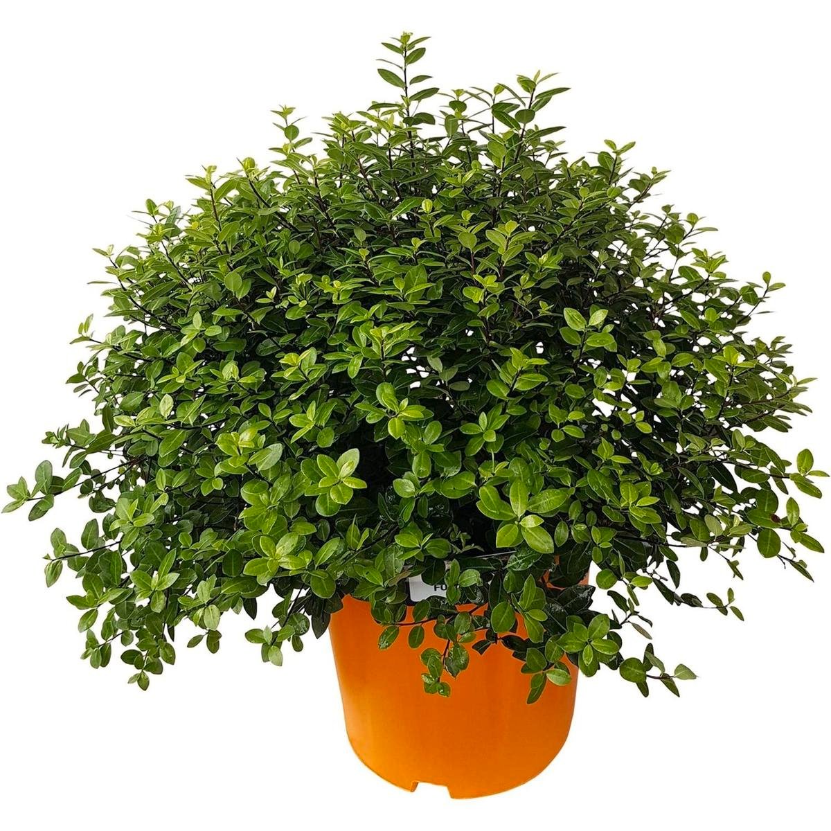 6L Pittosporum Golfball Green - Pittosporum tenuifolium - Bunnings New ...