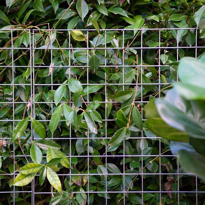 Rapid 900 x 1200mm 50 x 50mm Silver Wire Mesh Panel - Bunnings New Zealand