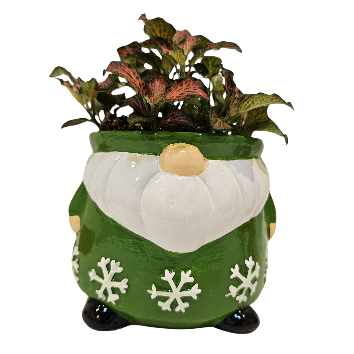 90mm Nerve Plant - Fittonia in Premium Ceramic Assorted - Bunnings New ...