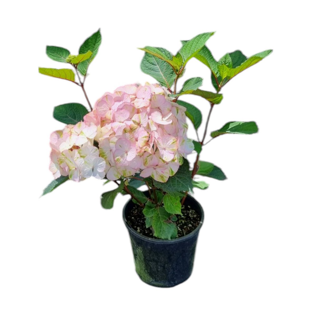 4L Hydrangea Preziosa - Hydrangea serrata - Bunnings New Zealand