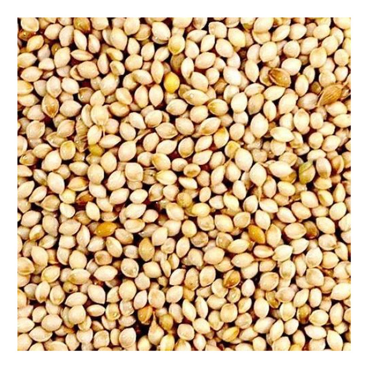 Green Valley White French Millet Nutritious Animal Feed 20kg - Bunnings ...