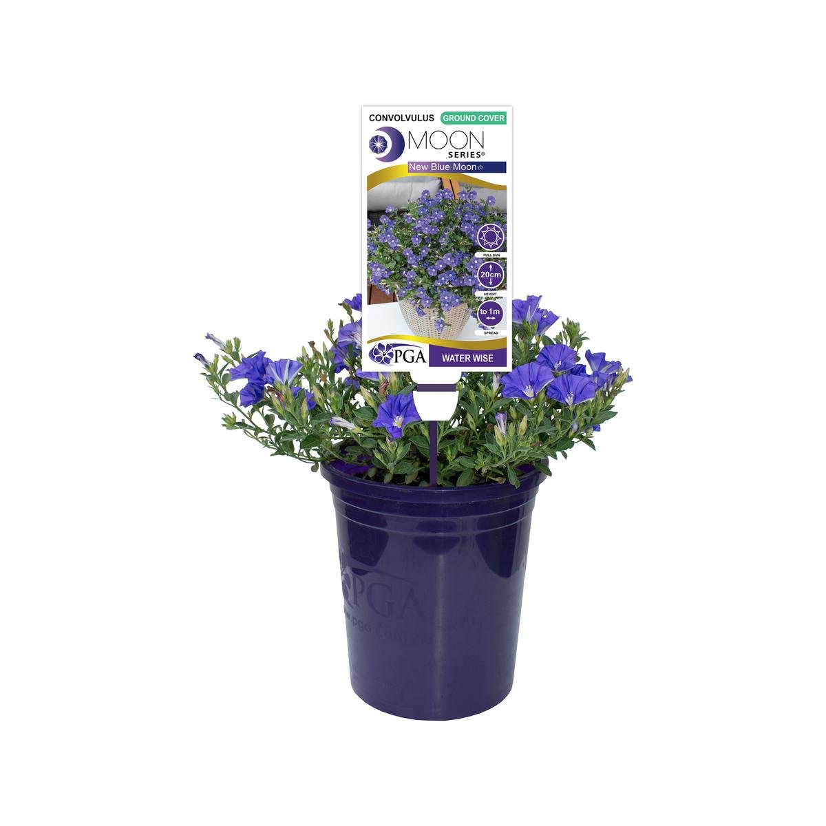 140mm Convolvulus New Blue Moon - Convolvulus sabatius - Bunnings Australia