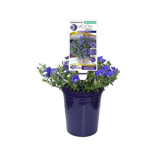 140mm Convolvulus New Blue Moon - Convolvulus sabatius - Bunnings Australia