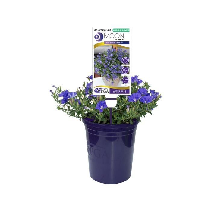 140mm Convolvulus New Blue Moon - Convolvulus sabatius - Bunnings Australia