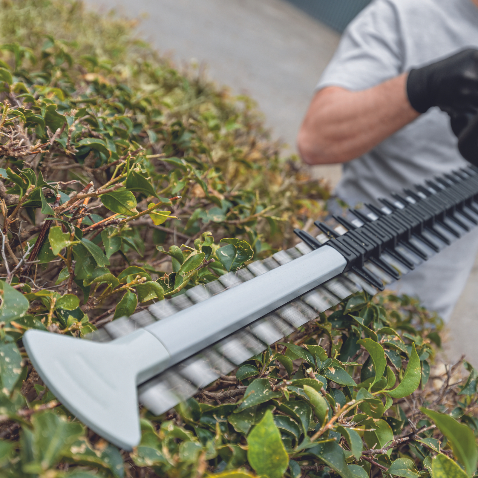 Bosch cordless hedge trimmer bunnings store