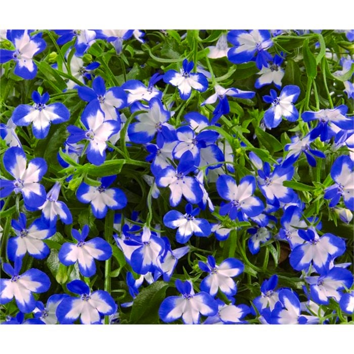 180mm Lobelia Superstar Hanging Basket - Bunnings Australia