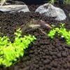Fluval Stratum Plant and Shrimp Substrate 4kg - Bunnings Australia
