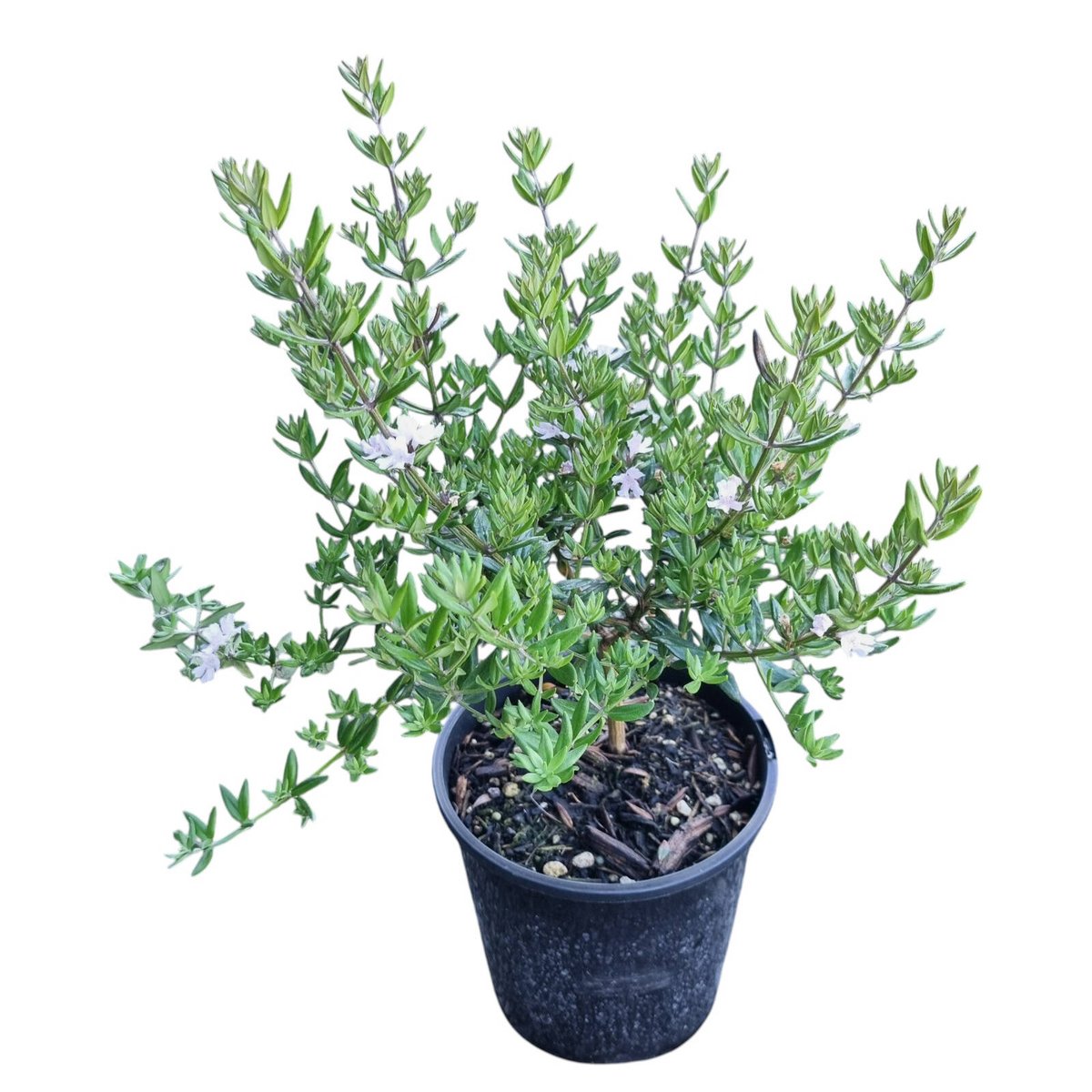 2L Coastal Rosemary Aussie Box - Westringia Aussie Box - Bunnings New ...