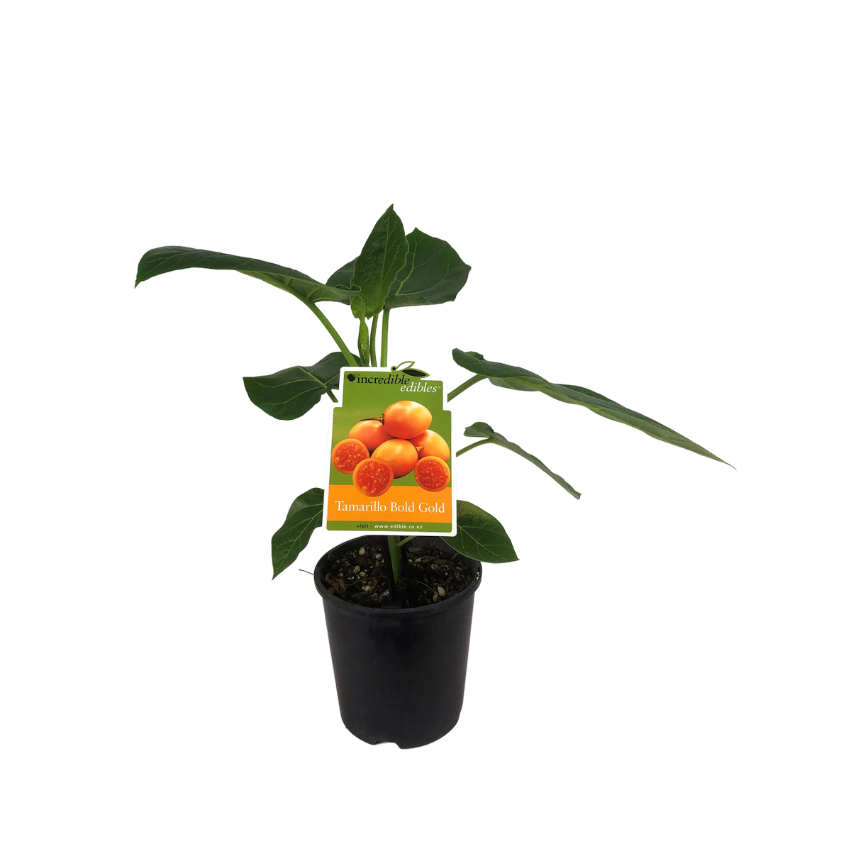 1.9L Tamarillo Bold Gold - Cyphomandra betacea - Incredible Edible ...