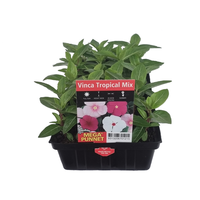 Vinca Tropical Mix Punnet - Catharanthus roseus - Bunnings Australia