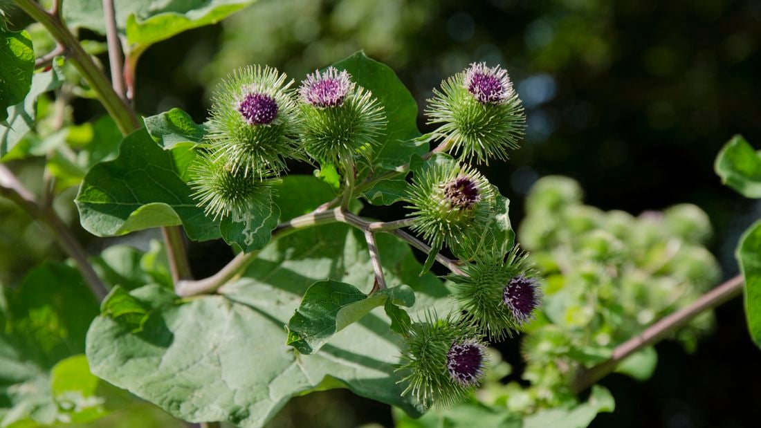 How To Grow And Care For Burdock - Bunnings New Zealand
