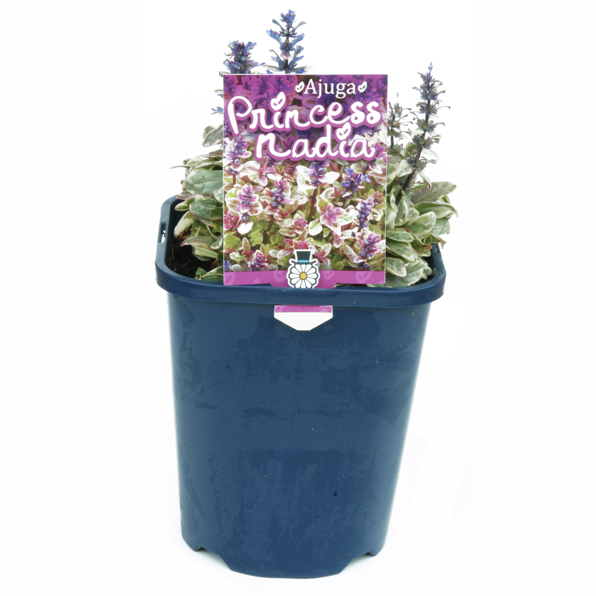 150mm Ajuga Princess Nadia - Ajuga tenorii - Bunnings Australia