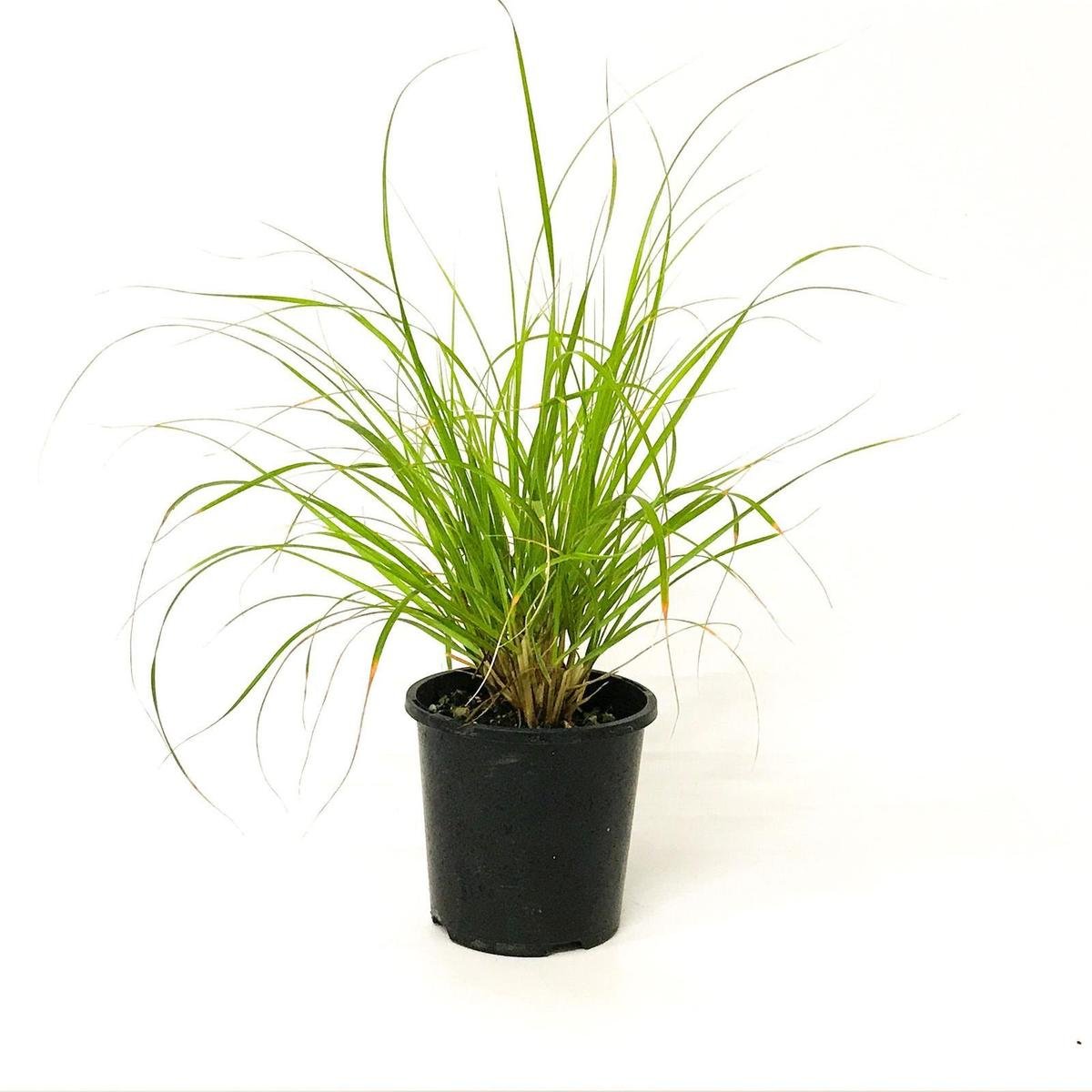 2L Dwarf Toe - Chionochloa Flavicans - Bunnings New Zealand