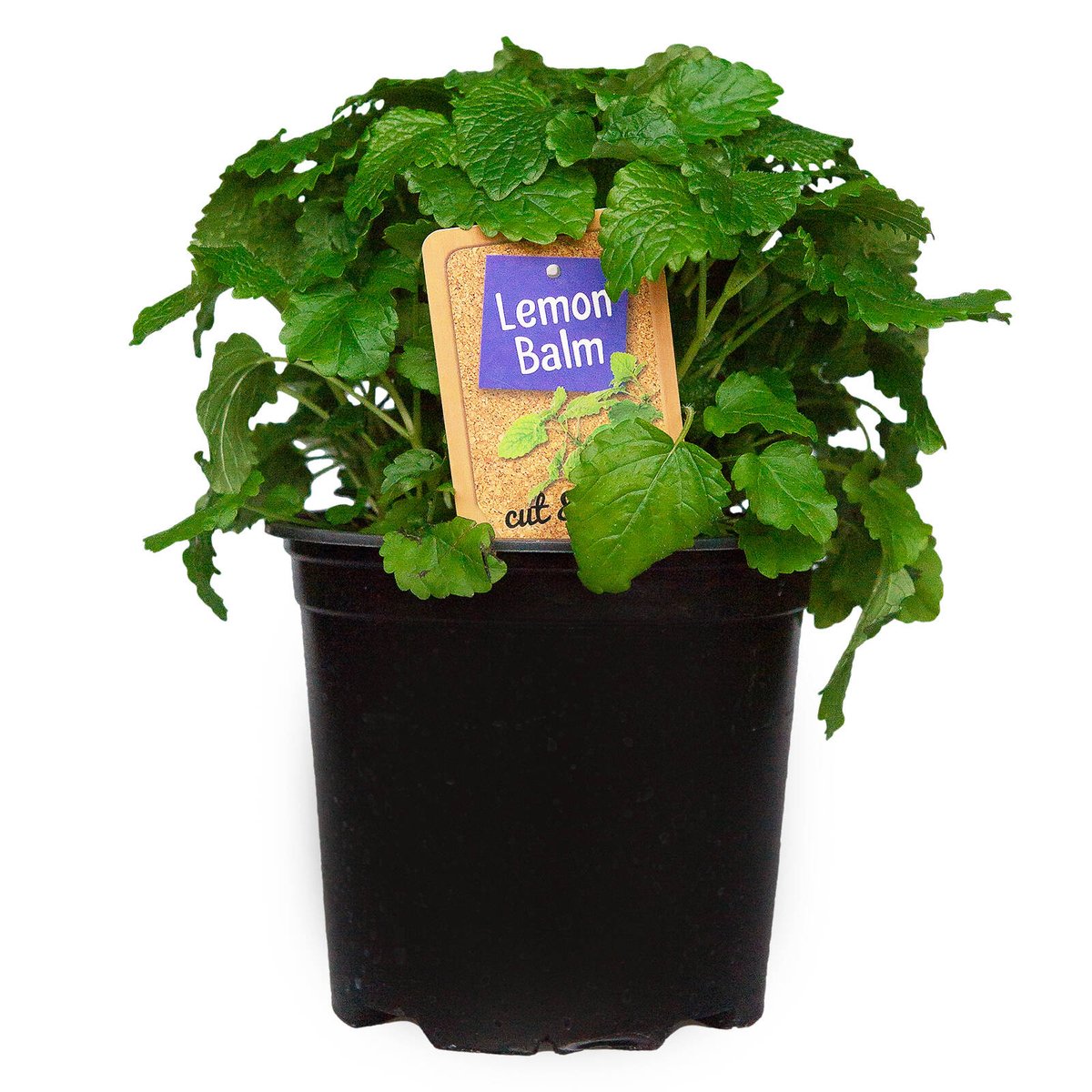 1.1L Lemon Balm - Melissa officinalis - Nudo Herbs - Bunnings New Zealand