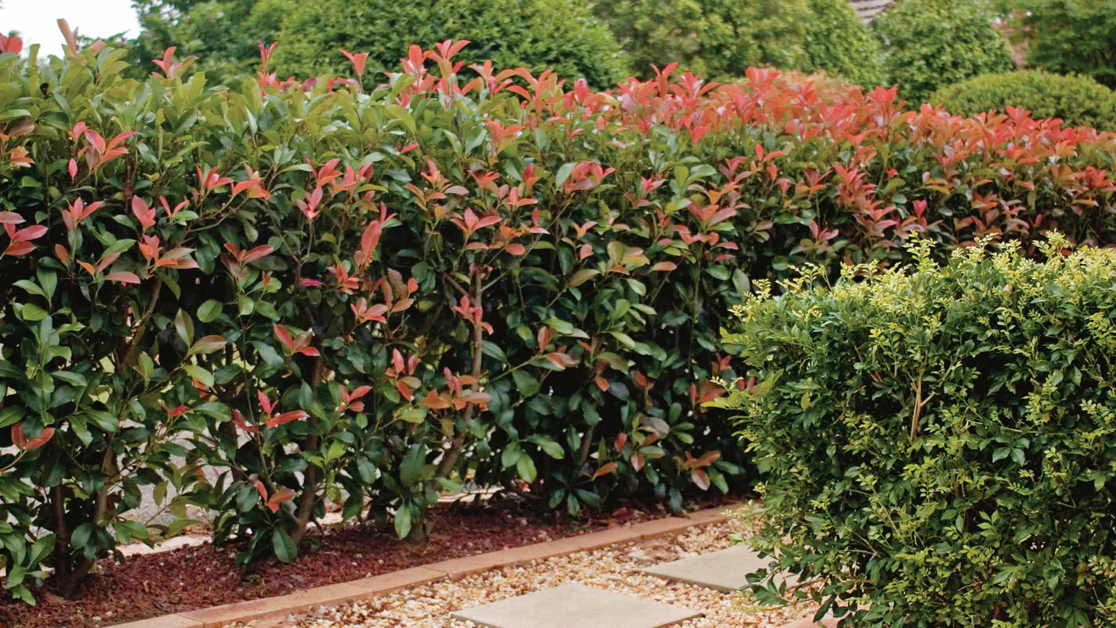 Hedge Trimming And Lawn Care Tips For Your Garden - Bunnings Australia