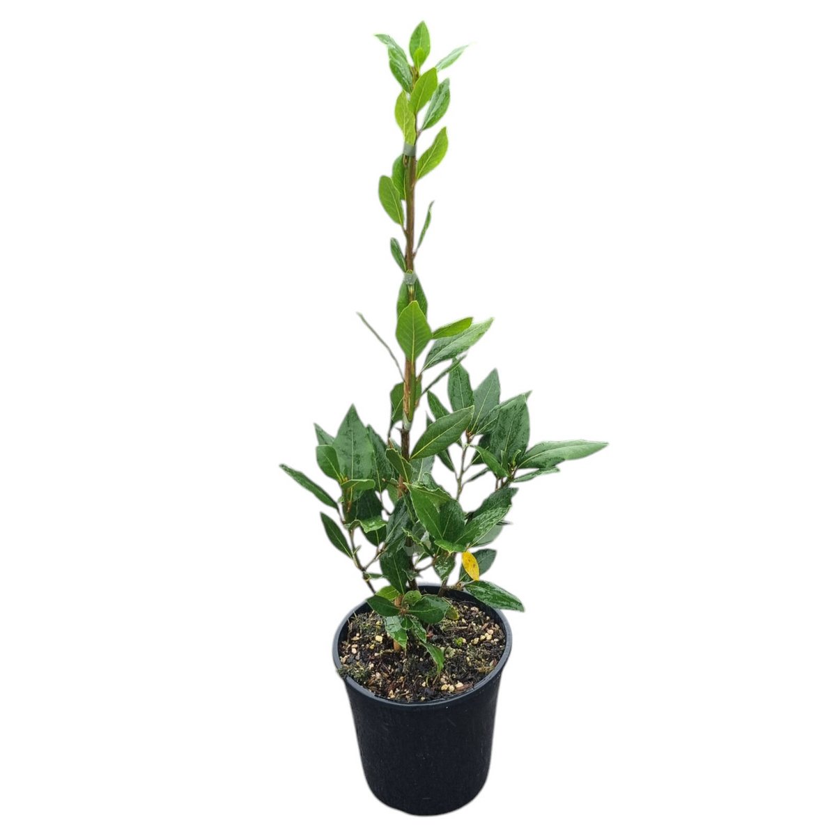 4L Bay Tree - Laurus Nobilis - Bunnings New Zealand