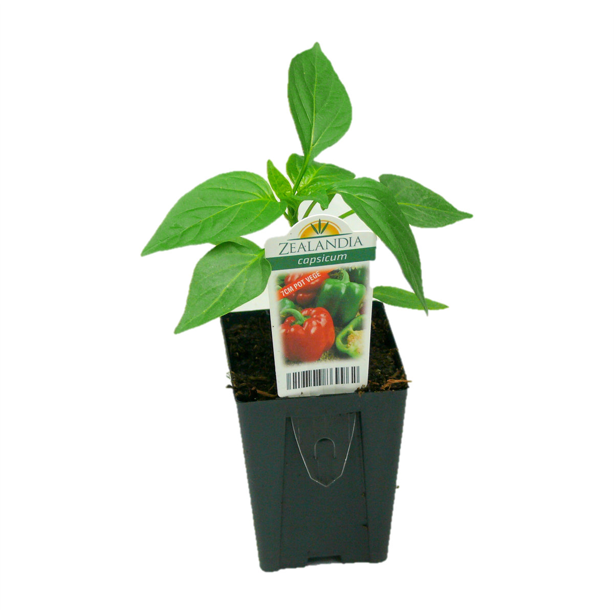 70mm Capsicum Budget Vege - Bunnings New Zealand