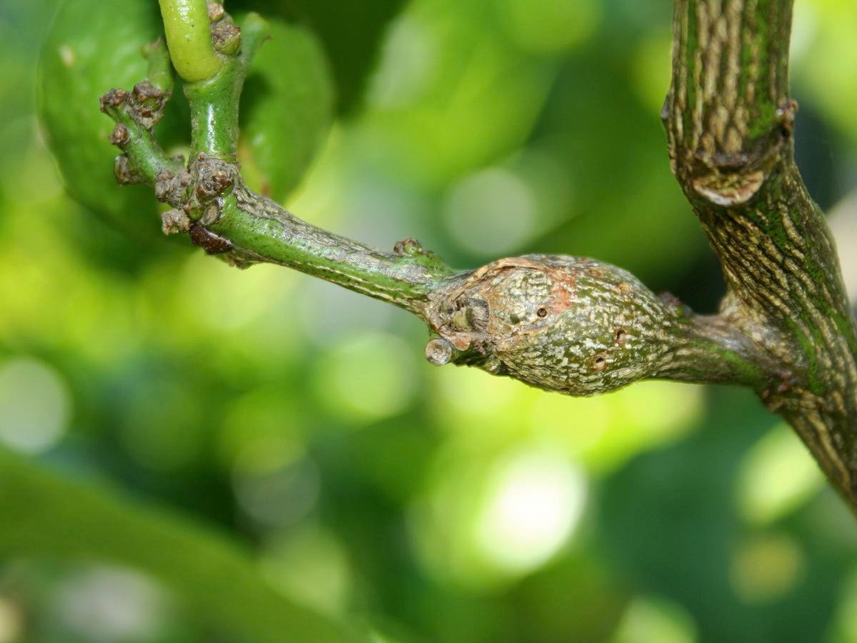 How To Control Citrus Gall Wasps - Bunnings Australia