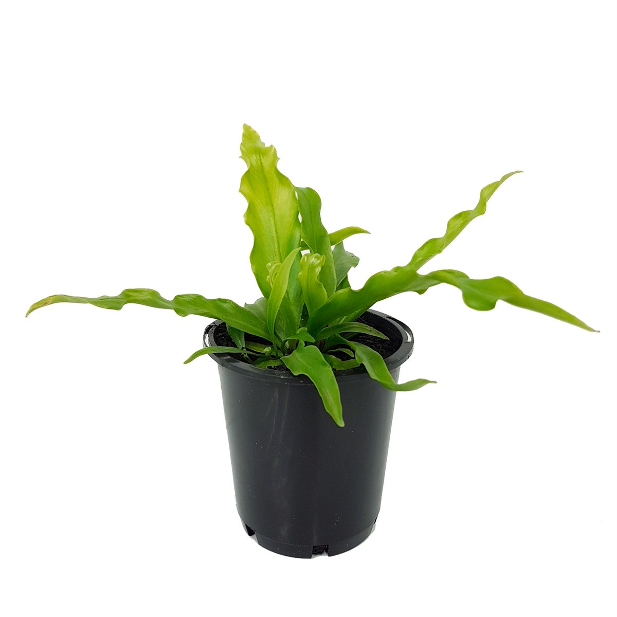 70mm Asplenium Victoria Fern - Asplenium antiquum Victoria - Bunnings ...