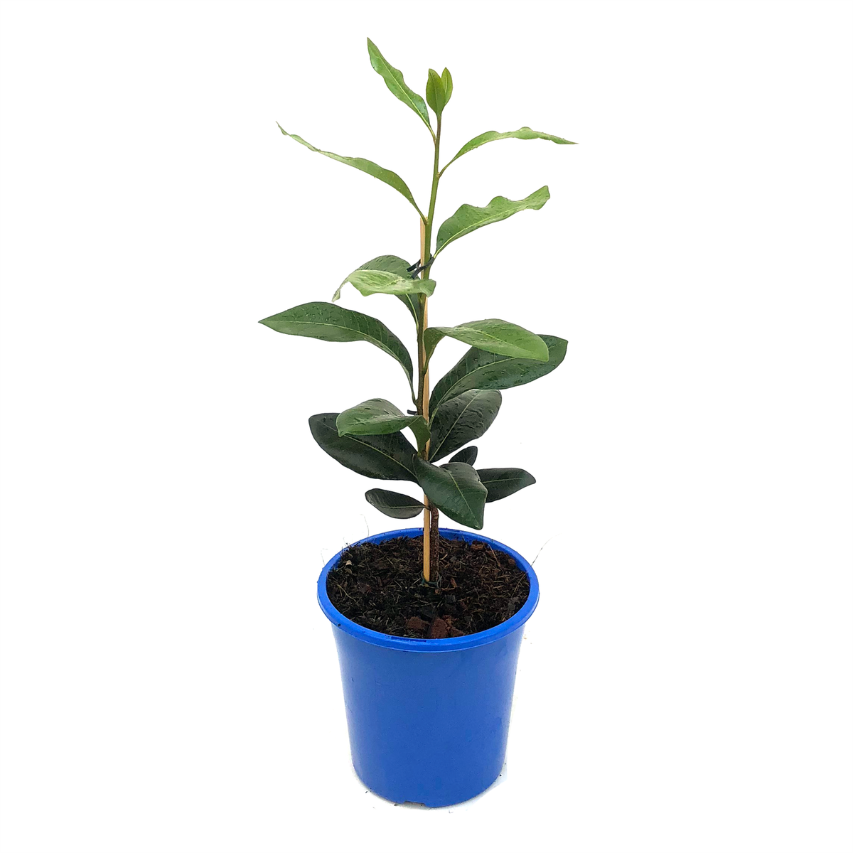 180mm Black Apple - Pouteria australis - Bunnings Australia