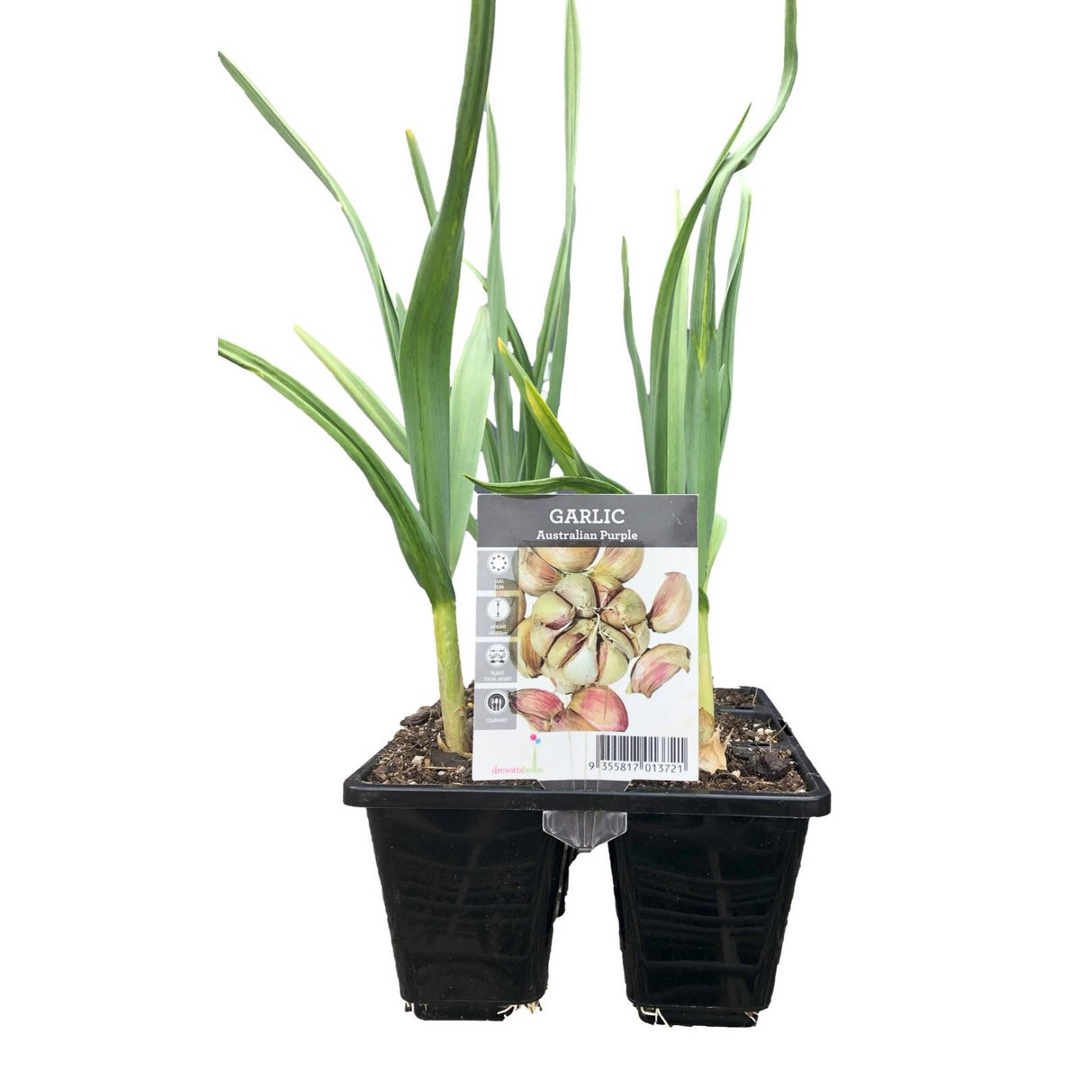6 Cell Punnet Garlic Australian Purple - Allium sativum - Bunnings ...