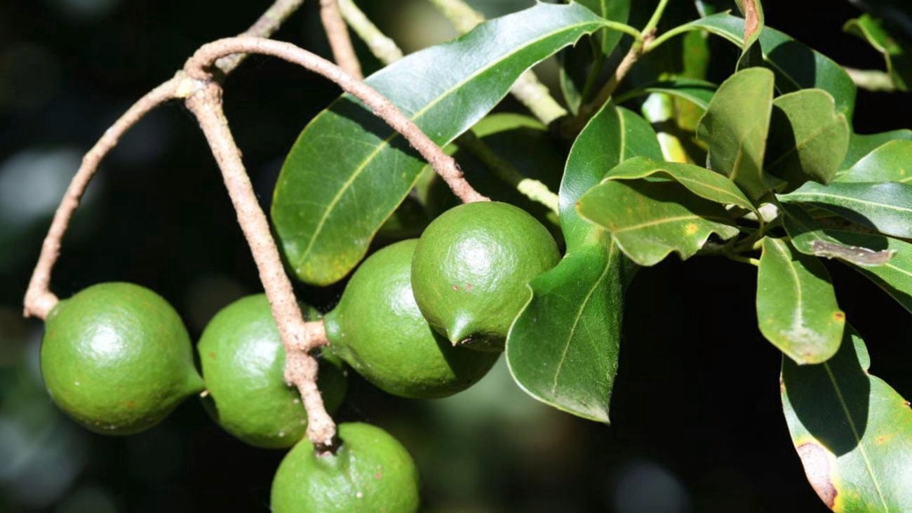 How To Grow Beaumont Macadamia Nuts - Bunnings Australia