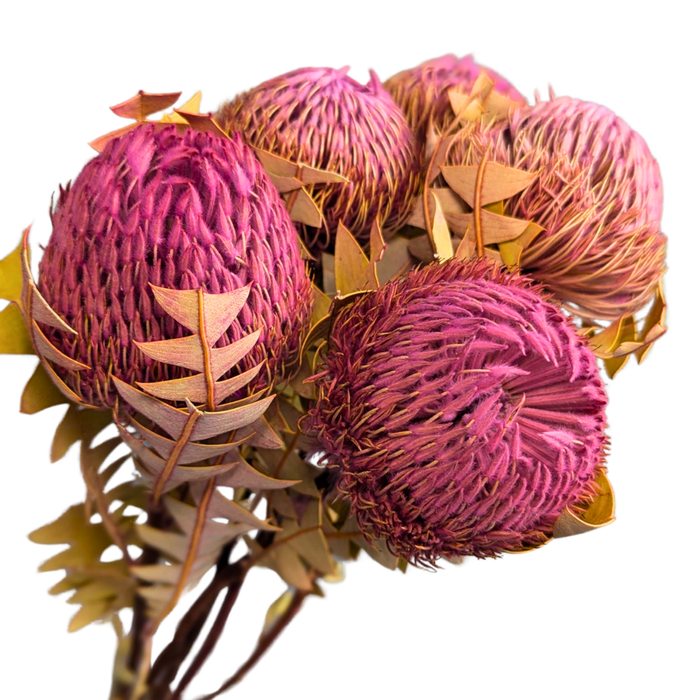 Blooms of Joy 40cm Pink Banksia Baxteri 5 Piece - Bunnings Australia
