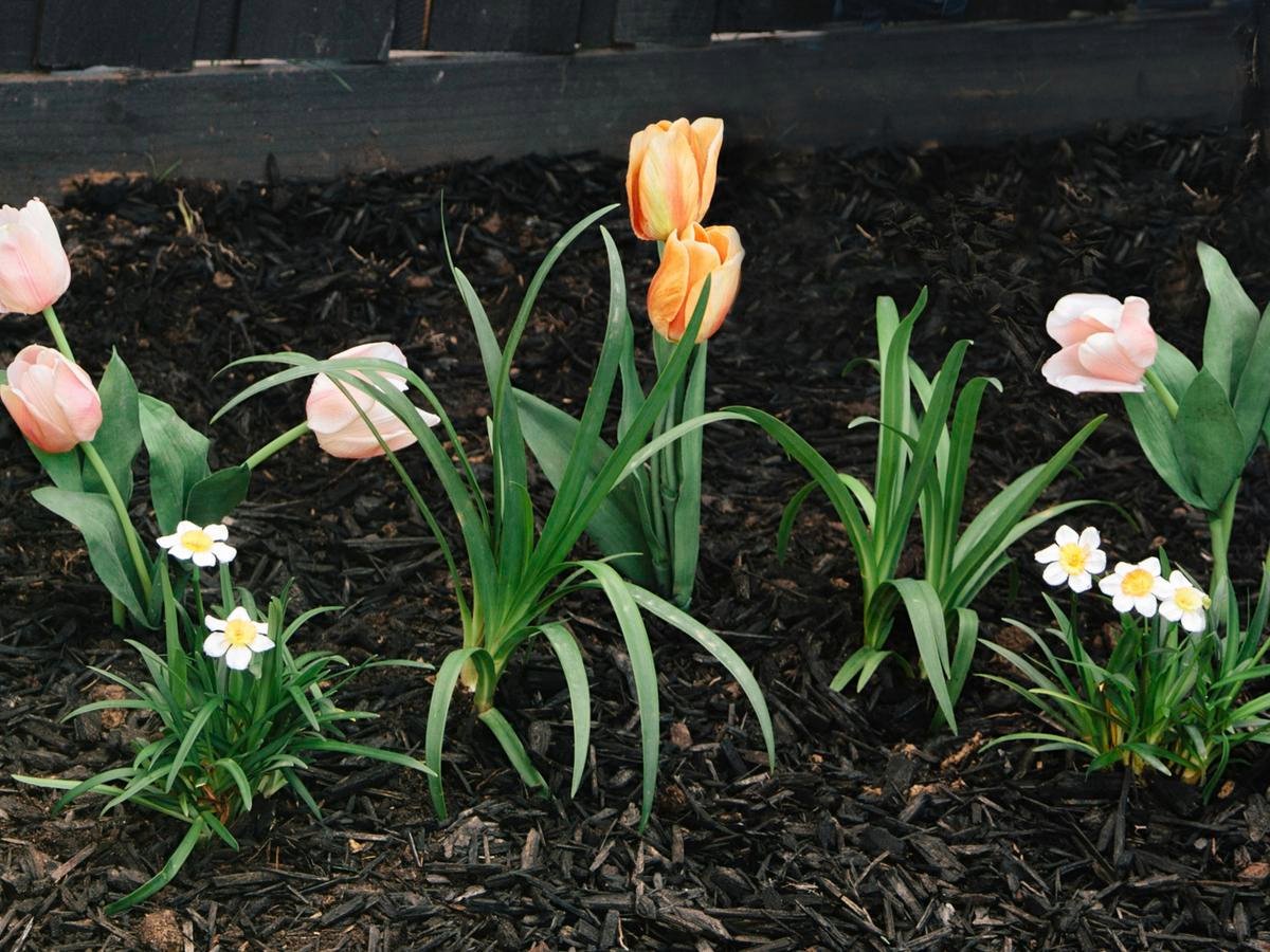 How To Plant Spring Flowering Bulbs - Bunnings Australia