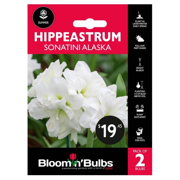 Bloomin' Bulbs Summer Red Hippeastrum Alaska - 2 Pack - Bunnings Australia