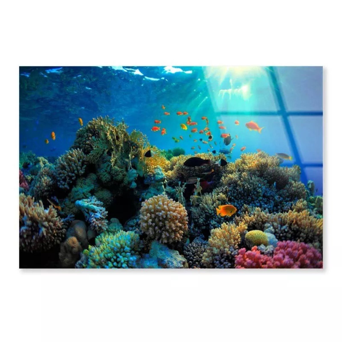Beautiful Coral Reef Print 100% Australian Made 90 x 60cm (Acrylic ...