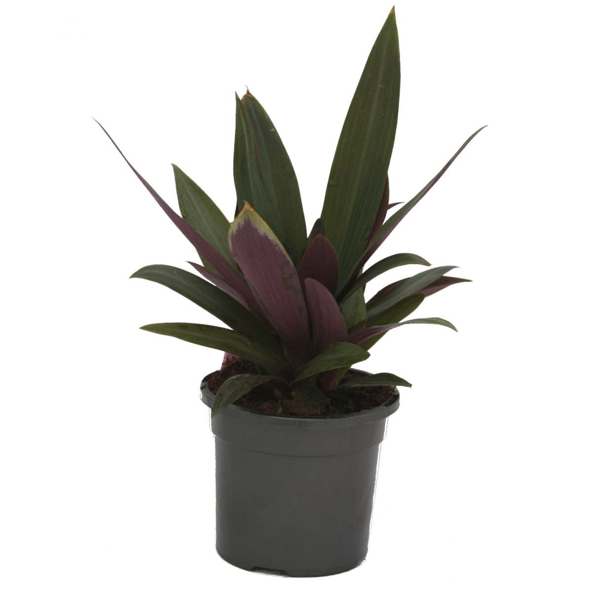 120mm Dwarf Boat Lily or Moses-in-a Cradle - Rhoeo spathacea Dwarf ...