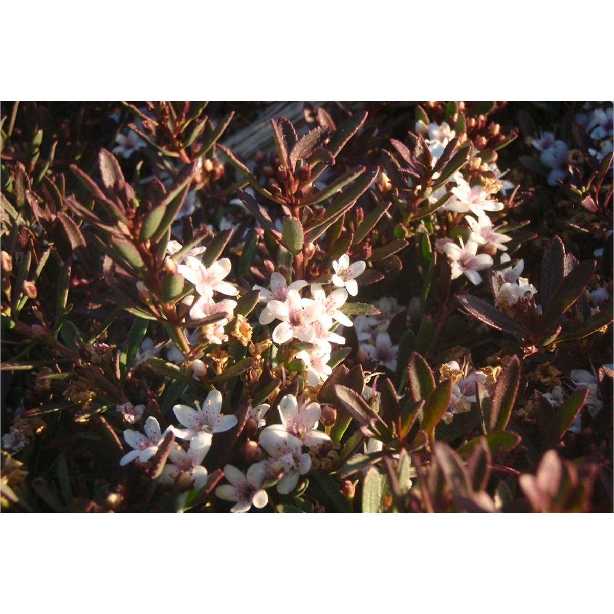 140mm Creeping Boobialla Purpurea - Myoporum parvifolium Purpurea ...