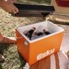Esky 27L Orange Retro Hard Cooler - Bunnings Australia