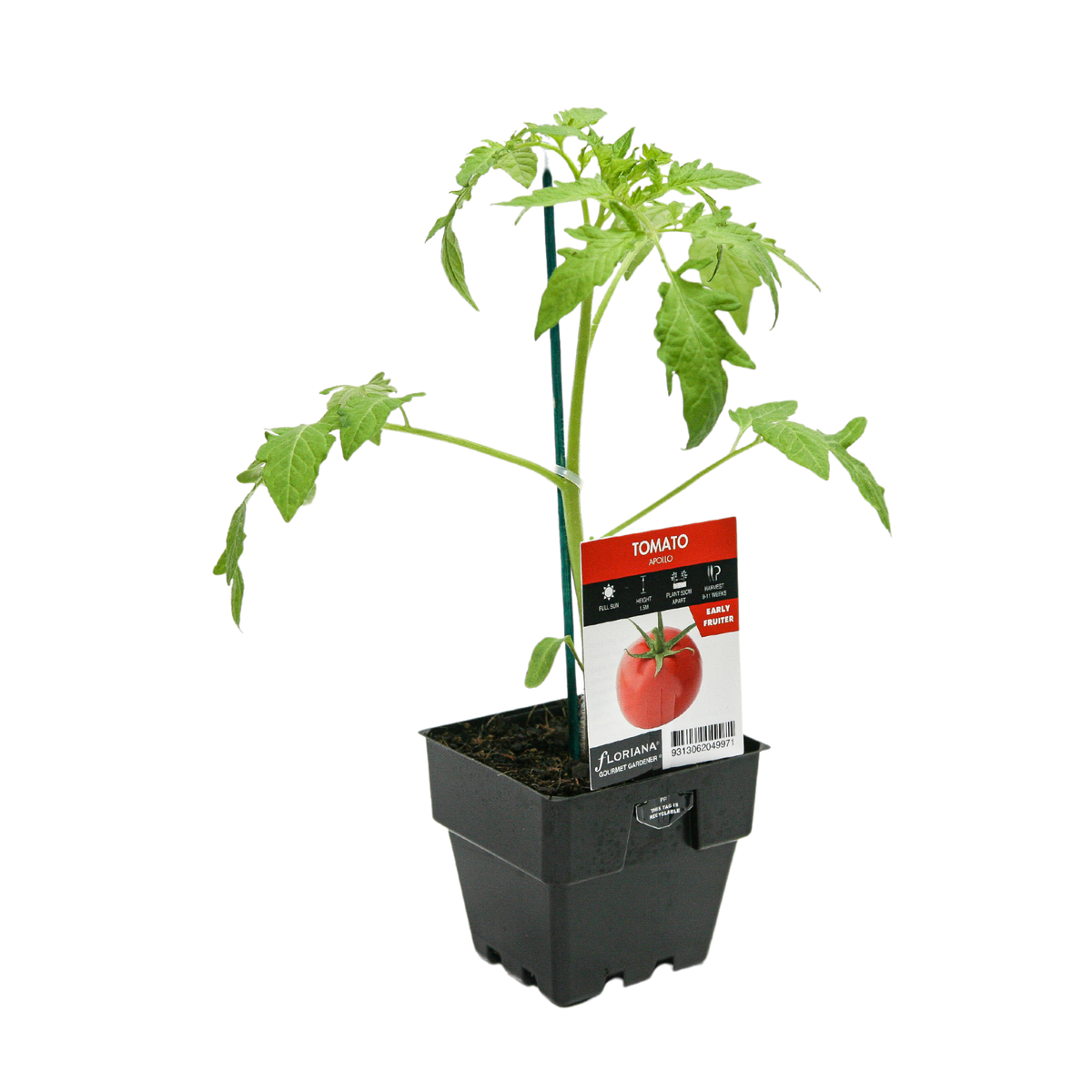 100mm Tomato Apollo - Lycopersicum Esculentum - Floriana Gourmet ...