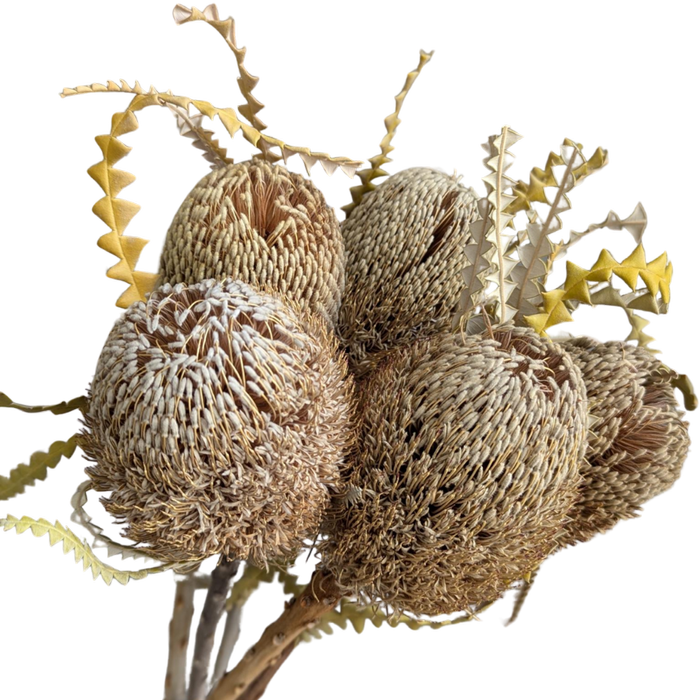 Blooms of Joy 40cm Natural Banksia Speciosa Australian Flowers 5 Piece ...