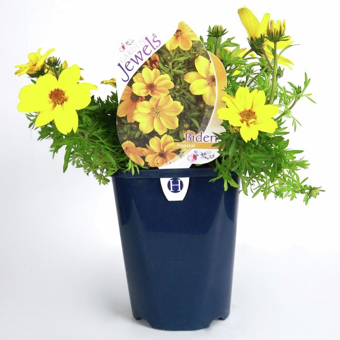 150mm Bidens Popstar - Bidens ferulifolia - Bunnings Australia