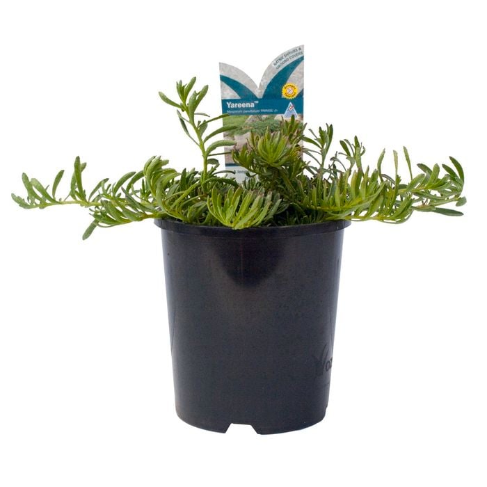 140mm Yareena - Myoporum Parvifolium 'PAV01' - Bunnings Australia