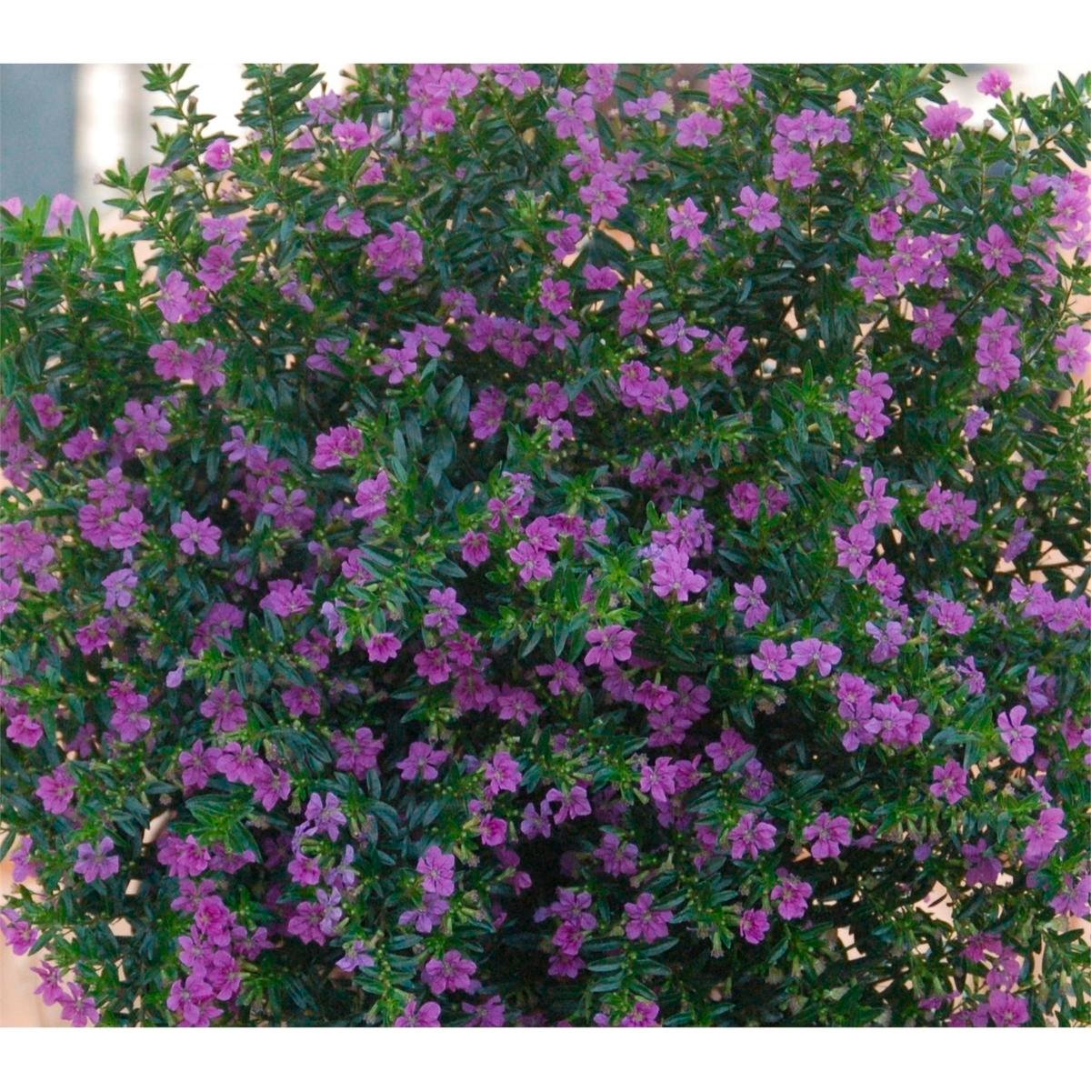 140mm Cuphea Violet - Cuphea hyssopifolia - Bunnings Australia