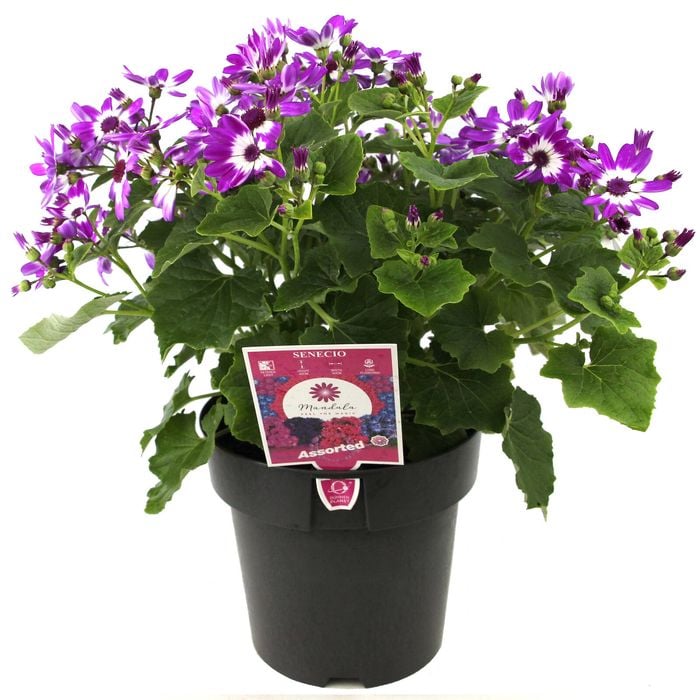 180mm - Senecio Mandala Series - Senecio hybrid - Bunnings Australia