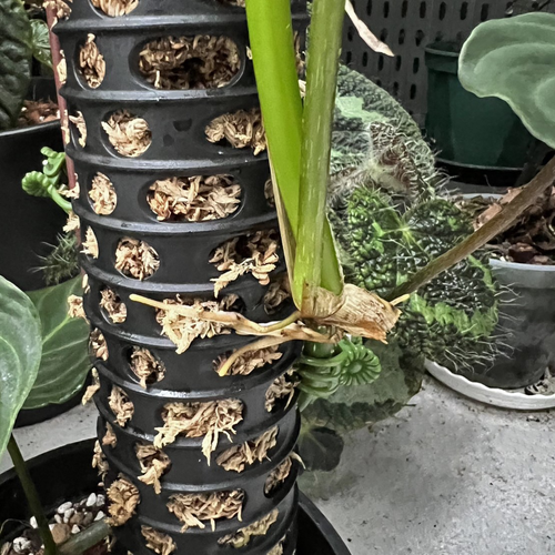 Maze Moss Pole with Spike - Bunnings Australia