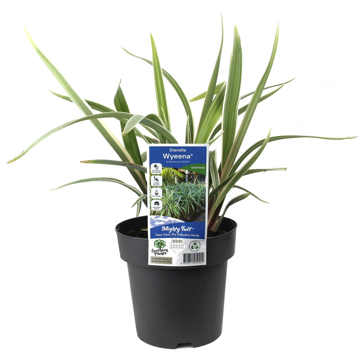 180mm Dianella Wyeena - Dianella tasmanica Wyeena - Bunnings Australia