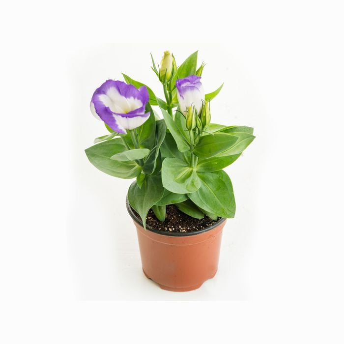 100mm Lisianthus - Eustoma grandiflorum - Potted Colour - Bunnings ...