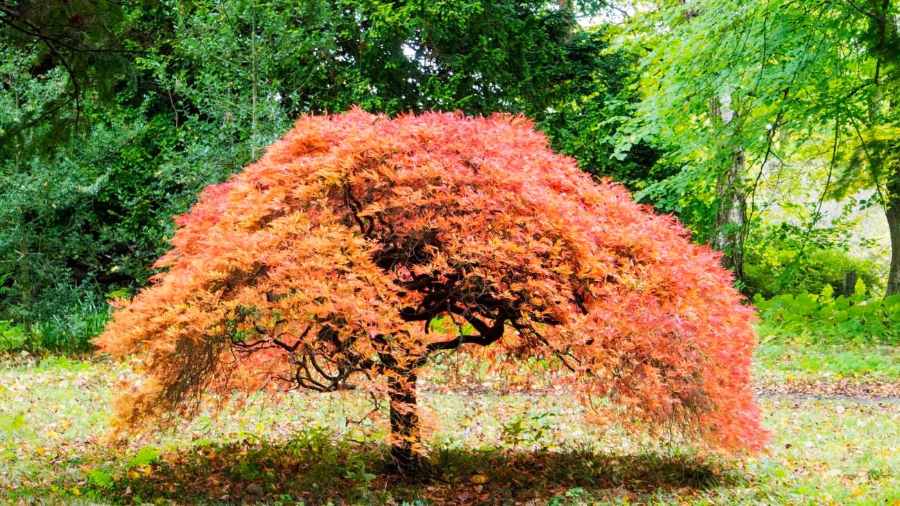 How To Choose A Feature Tree - Bunnings Australia