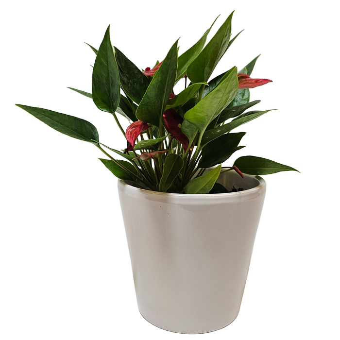 90mm Millions Red Anthurium In Ceramic Pot - Anthurium Andreanum ...